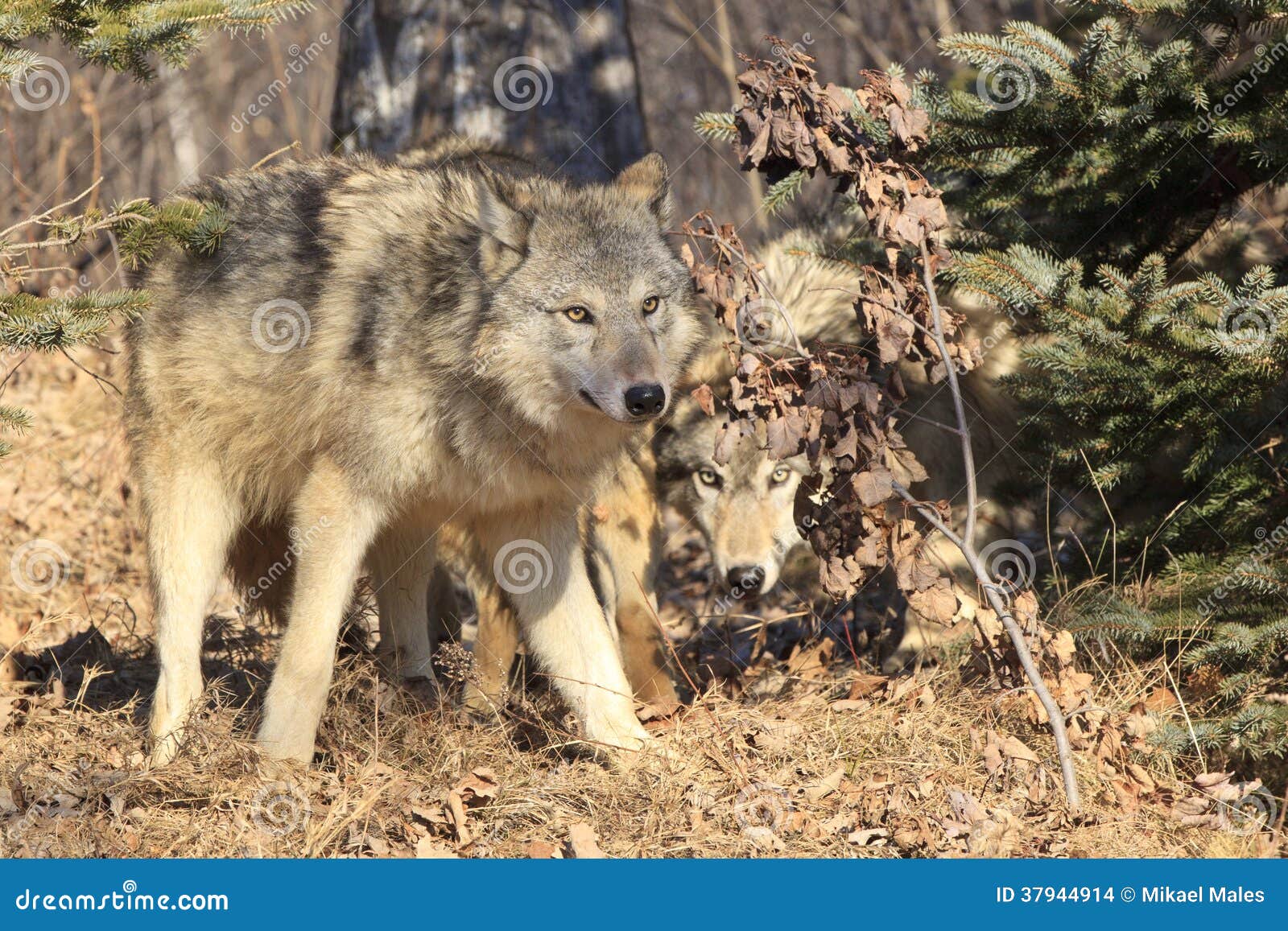 Wolves on hunt stock photo. Image of carnivore, snow - 37944914