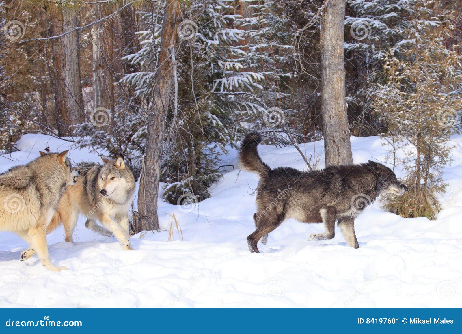 Wolves hunting elk stock image. Image of carnivore, coats - 84197601
