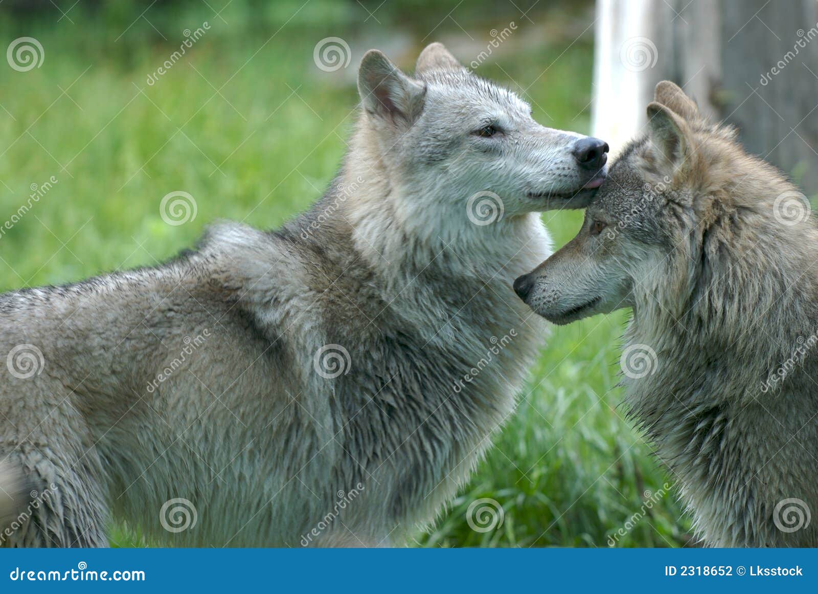 Wolves interacting stock photo. Image of wildlife, caring - 2318652