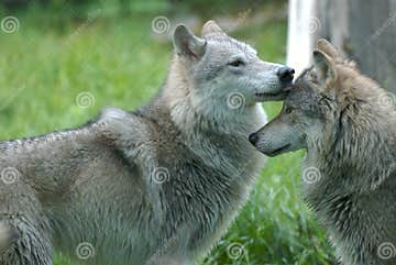 Wolves interacting stock photo. Image of wildlife, caring - 2318652