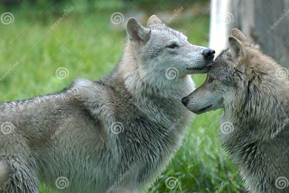 Wolves interacting stock photo. Image of wildlife, caring - 2318652