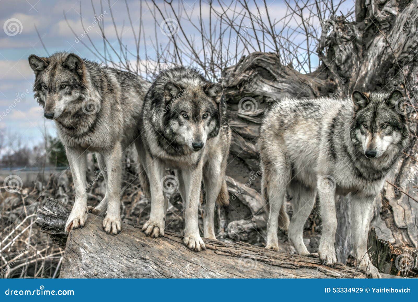 Wolves on a log stock image. Image of mammal, carnivore - 53334929