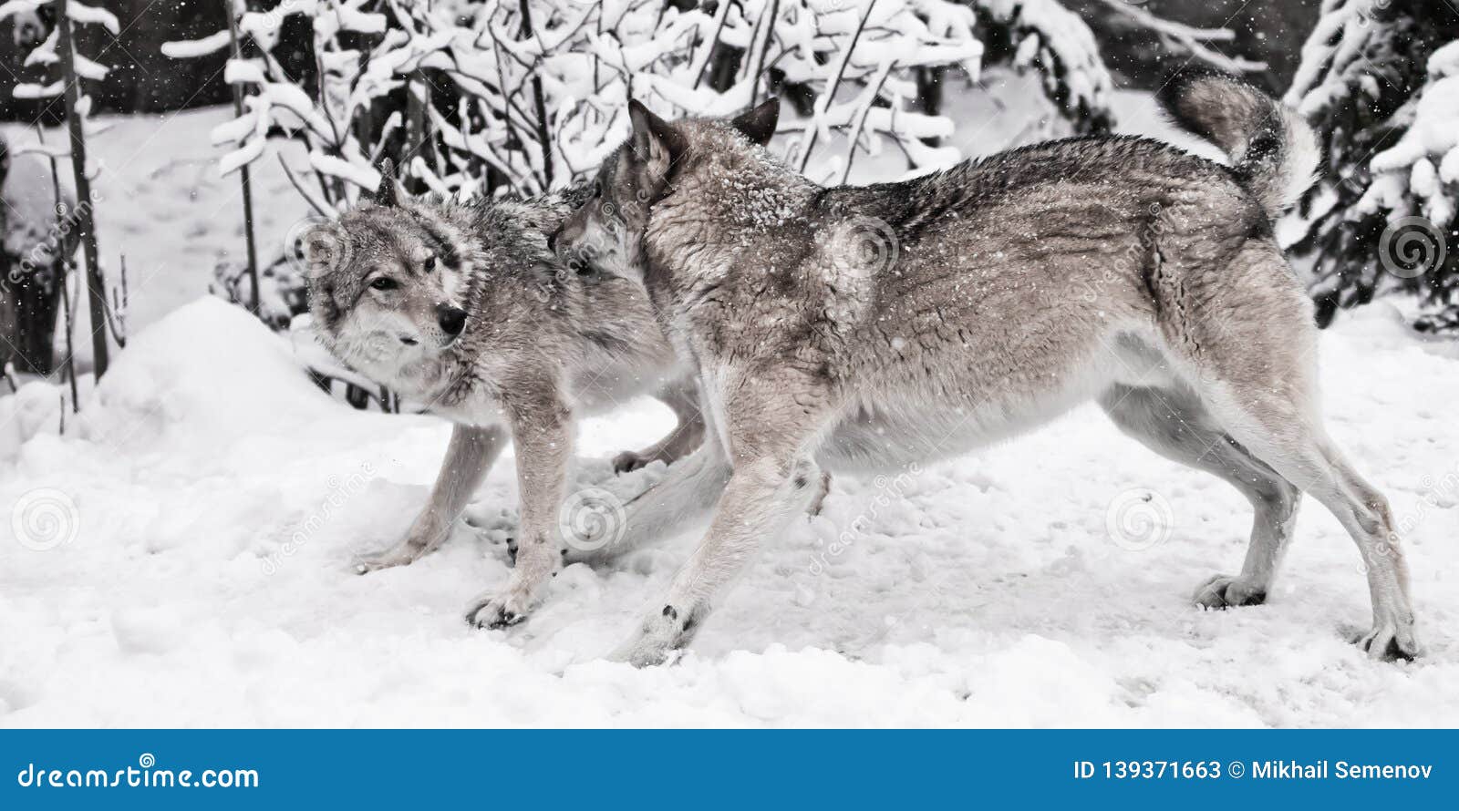 The Wolves Are Male And Female During The Rut Mating Games, The Wolf ...