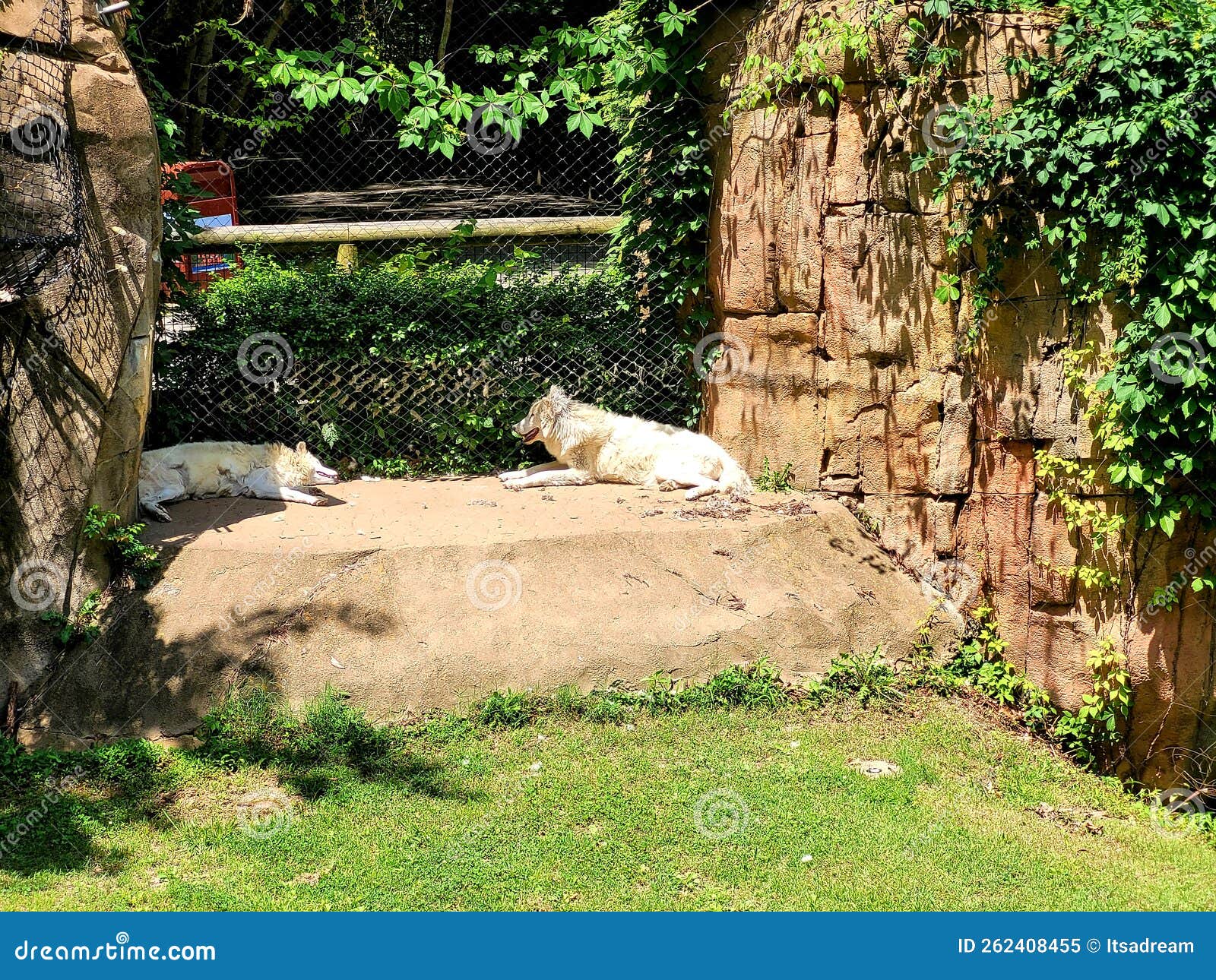 Wolves in Memphis zoo editorial image. Image of rock - 262408455