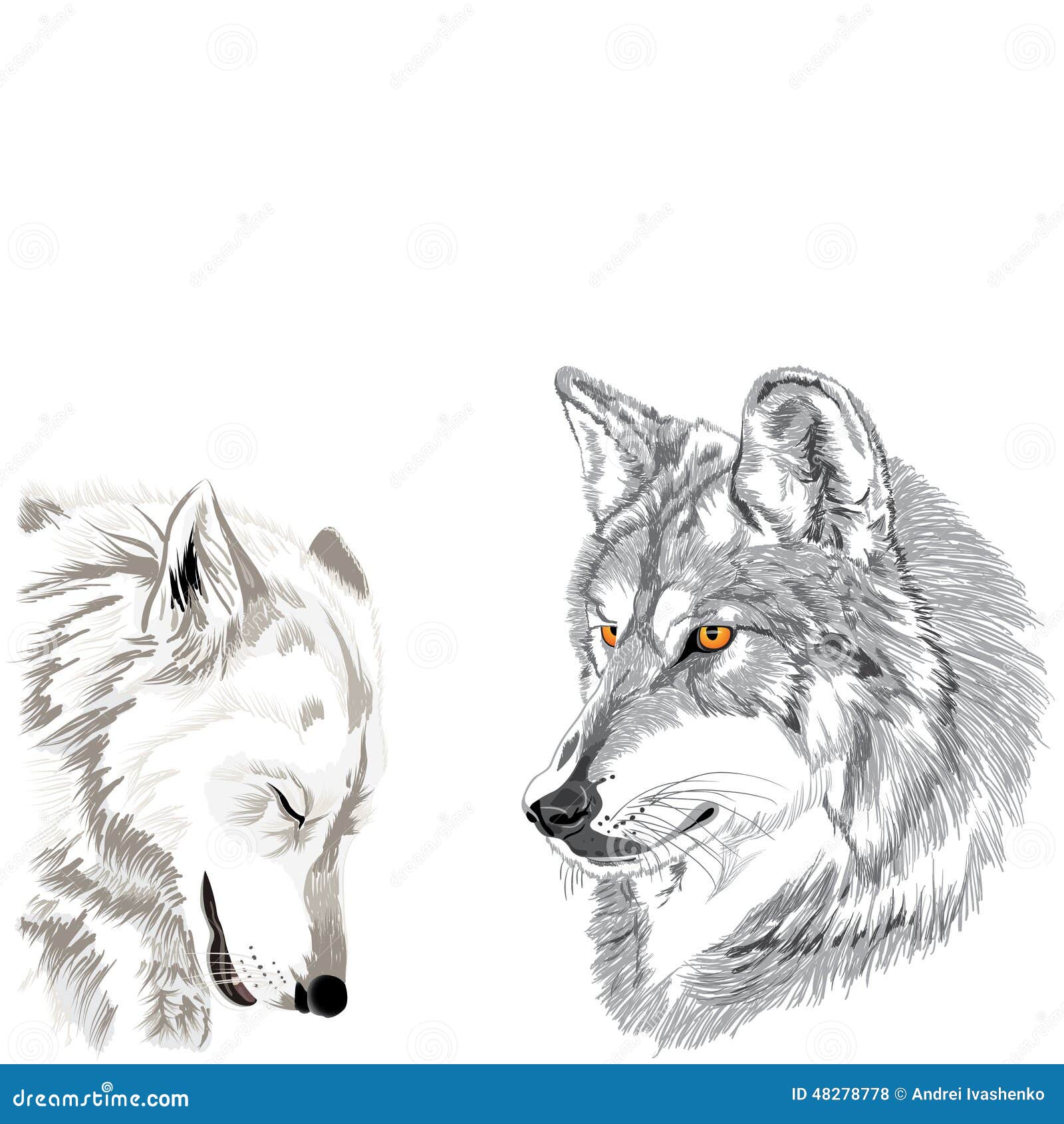 Wolf Fight Drawing