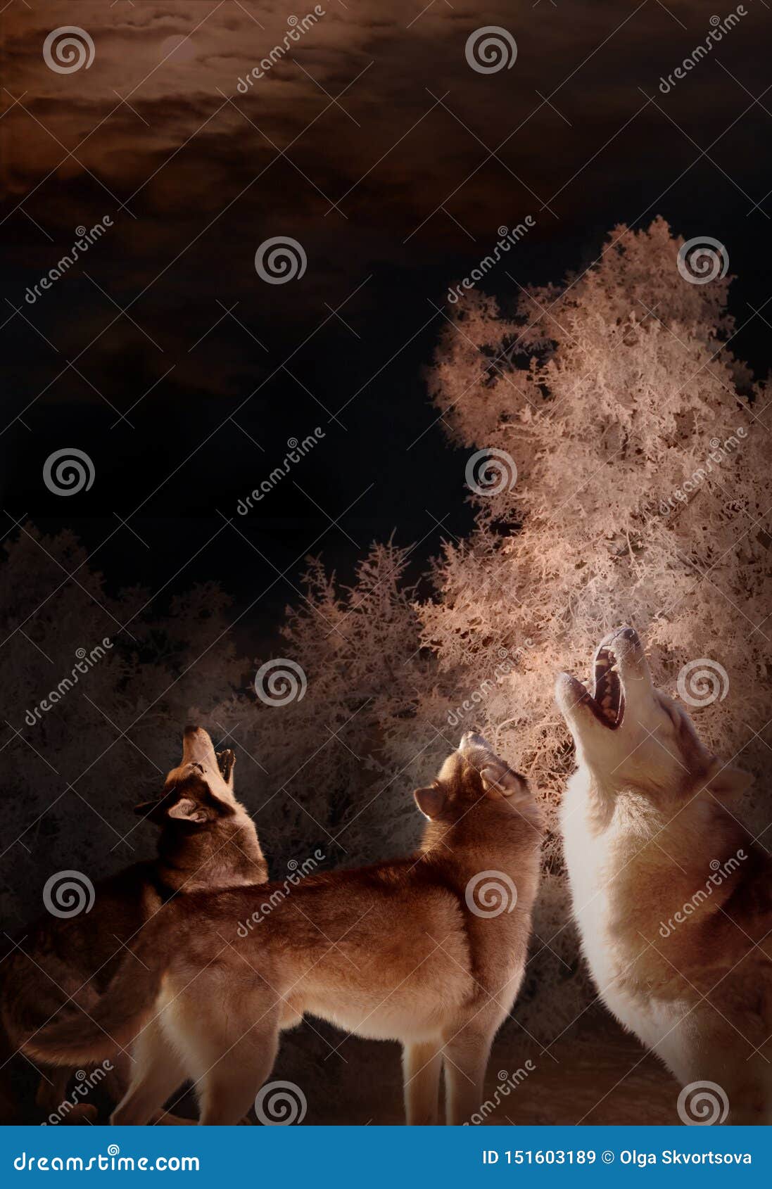 Wolves Night Song in the Winter Forest Stock Image - Image of mammal ...