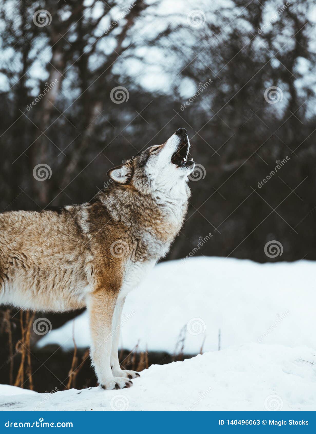 The wolves of the North stock image. Image of animal - 140496063