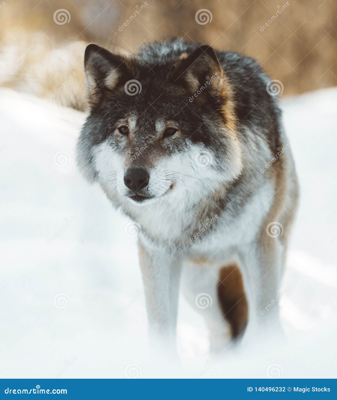 The wolves of the North stock photo. Image of scandinavia - 140496232