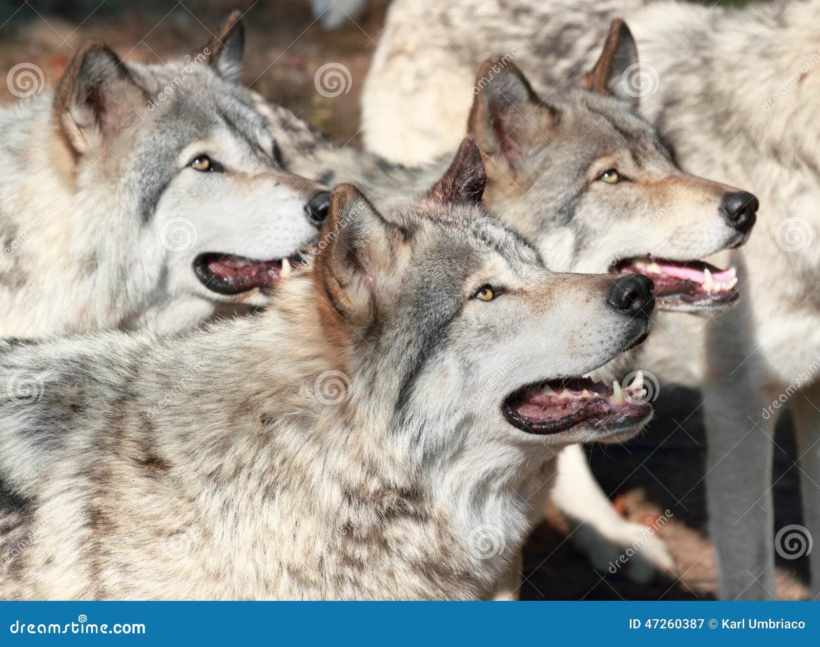 Wolves stock image. Image of wolves, wildlife, summer - 47260387