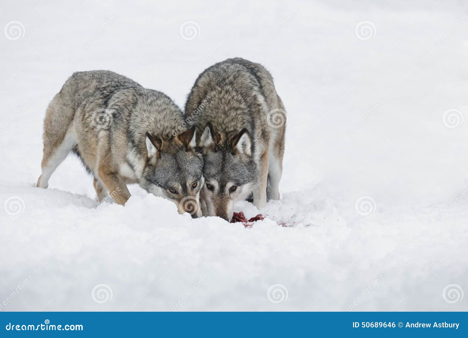 Wolves stock photo. Image of meat, powerful, lupus, canine - 50689646