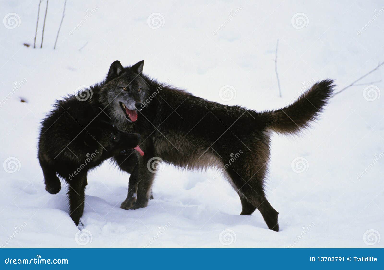 Wolves at Play stock image. Image of predator, play, north - 13703791