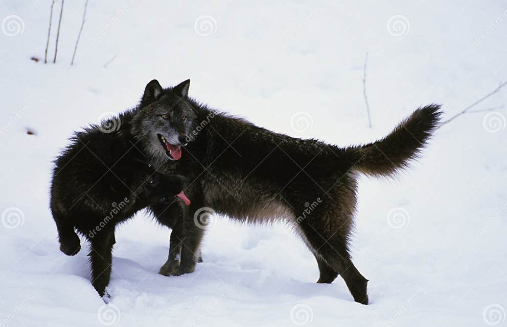 Wolves at Play stock image. Image of predator, play, north - 13703791
