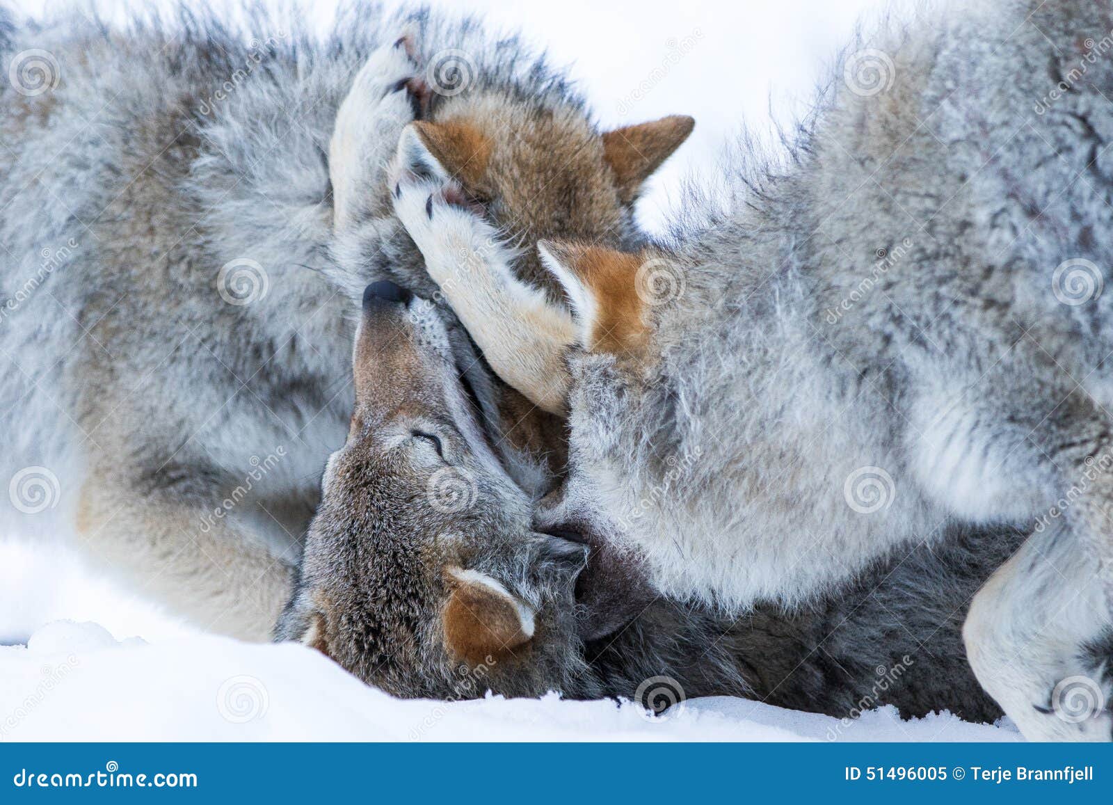Wolves playing stock image. Image of portrait, norway - 51496005