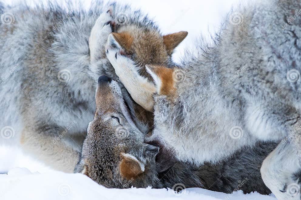 Wolves playing stock image. Image of portrait, norway - 51496005