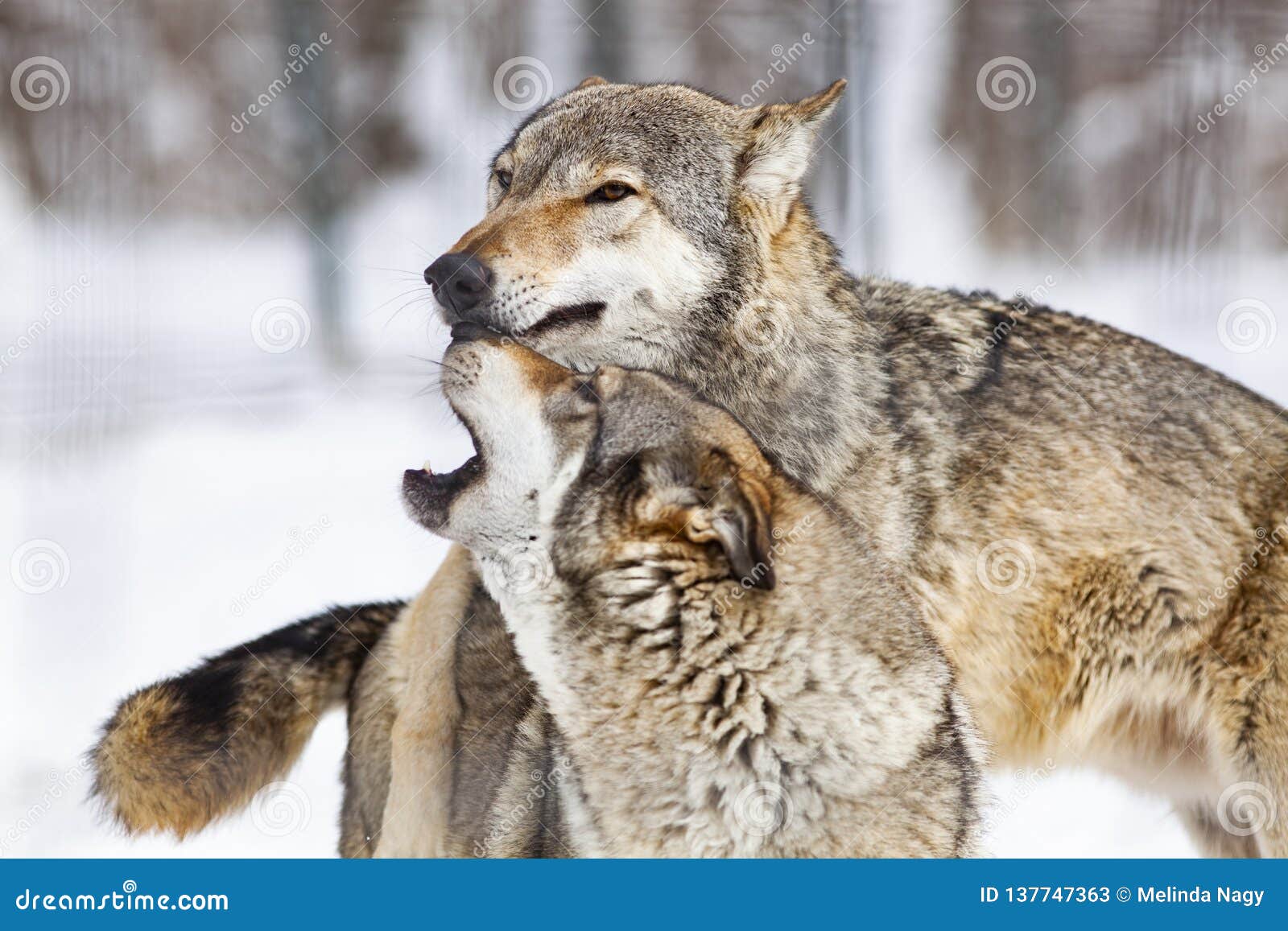 Wolves playing in snow stock image. Image of captive - 137747363