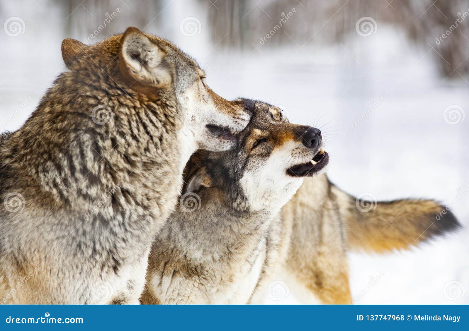 Wolves playing in snow stock photo. Image of creature - 137747968