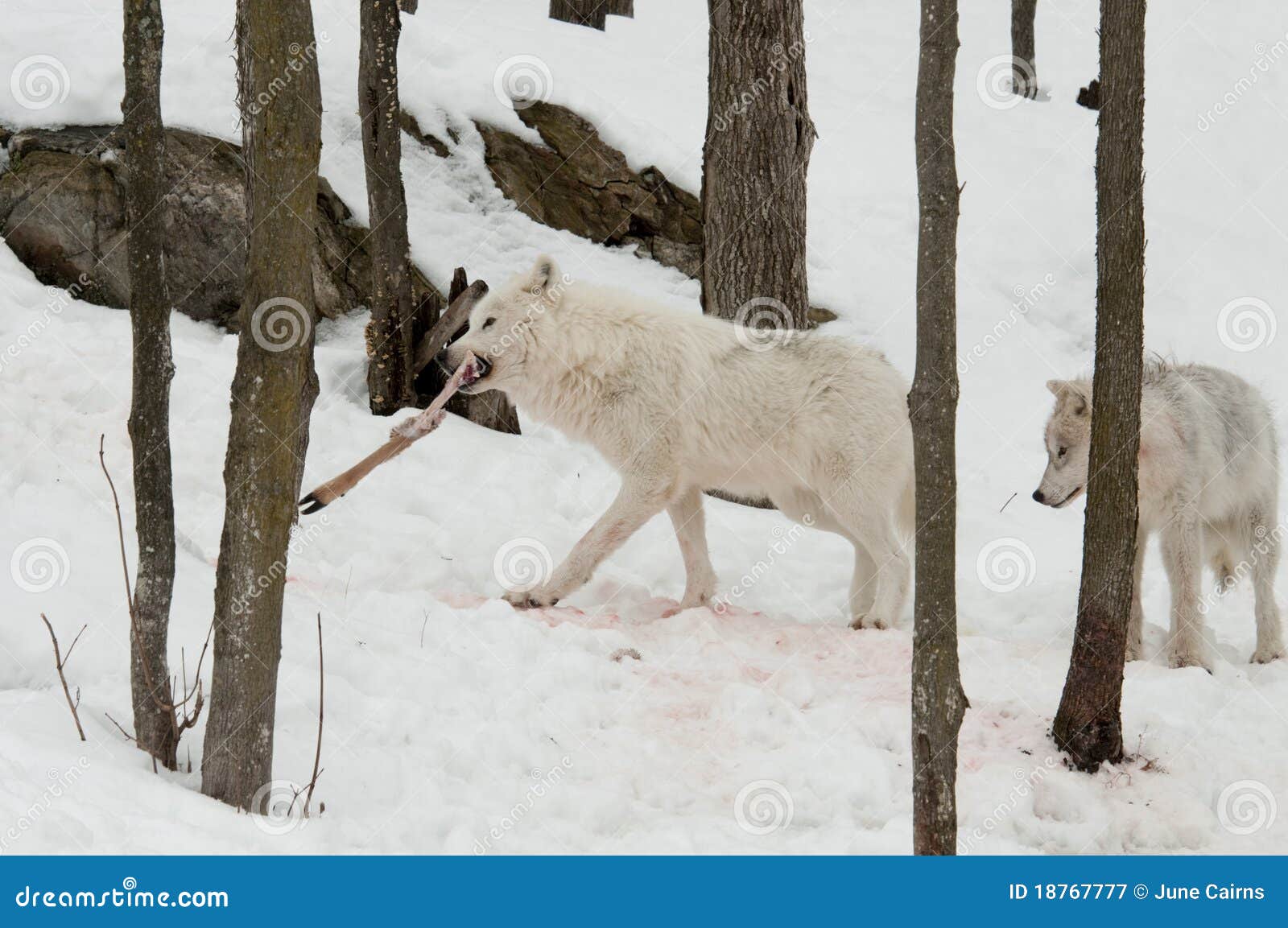 Wolves with prey stock image. Image of white, wild, bone - 18767777