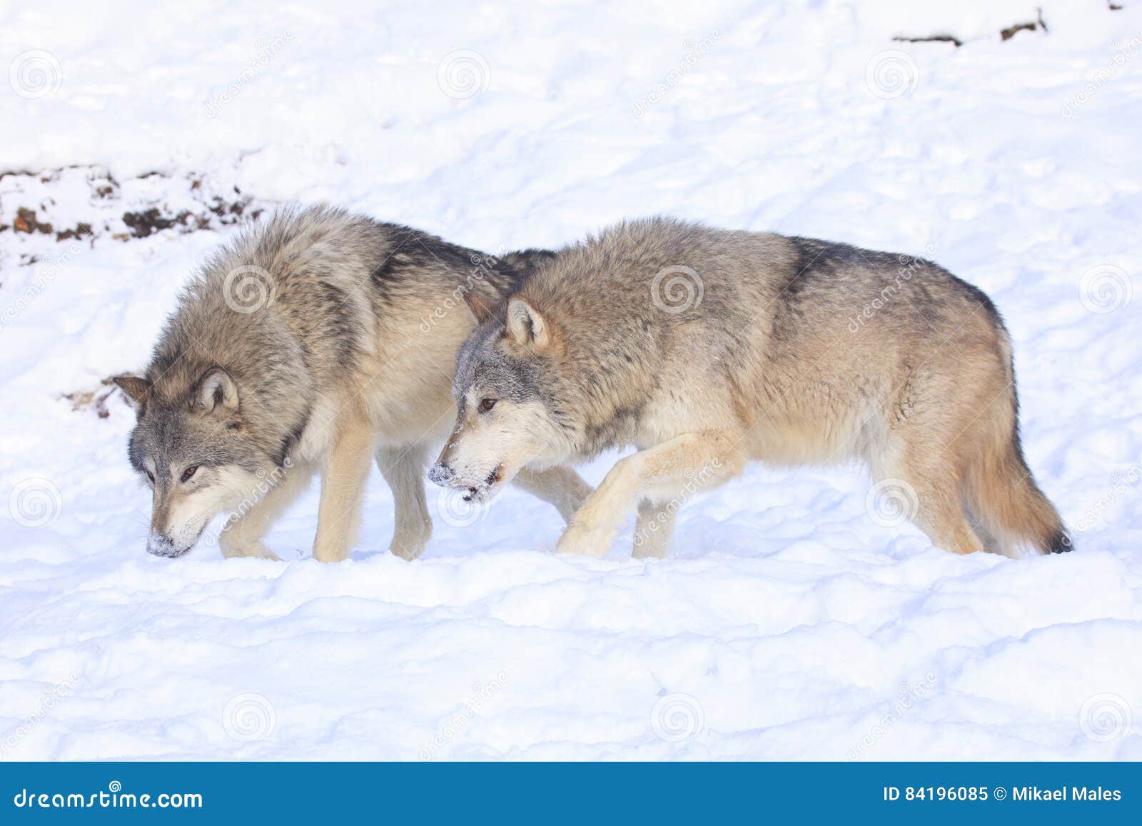 Wolves on the prowl stock image. Image of outside, animal - 84196085