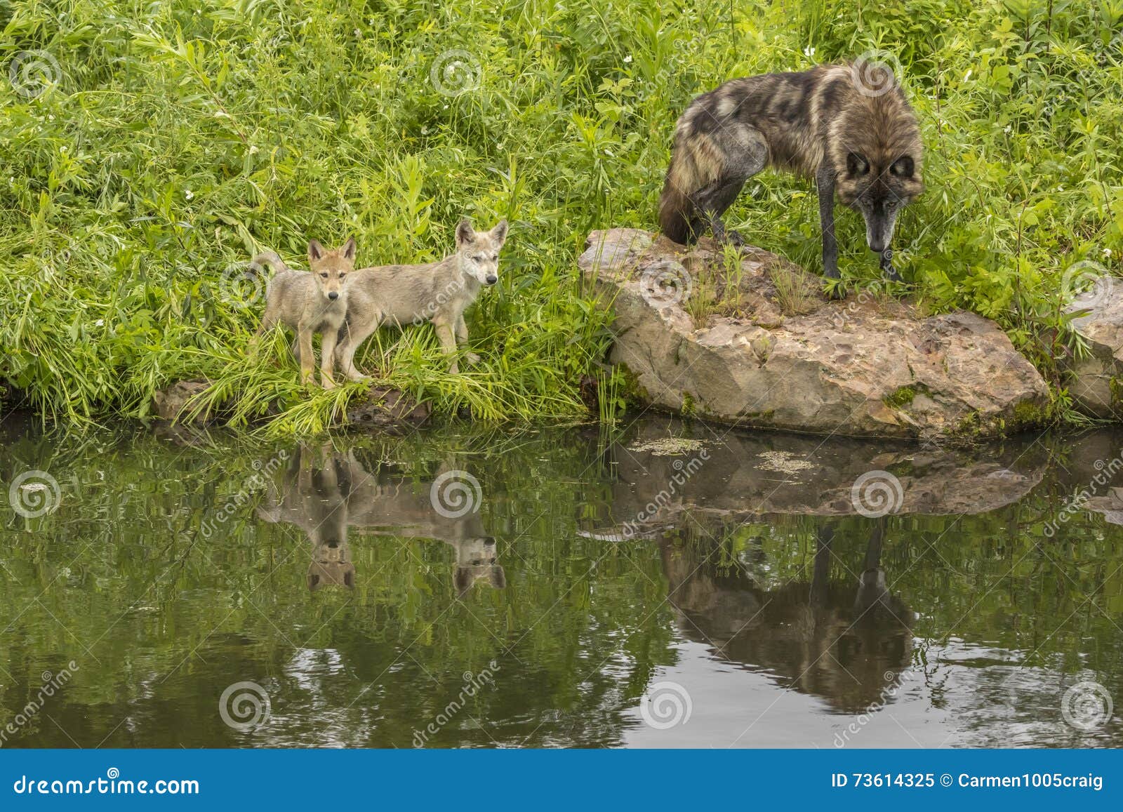 Wolves and Reflections stock image. Image of pups, captive - 73614325
