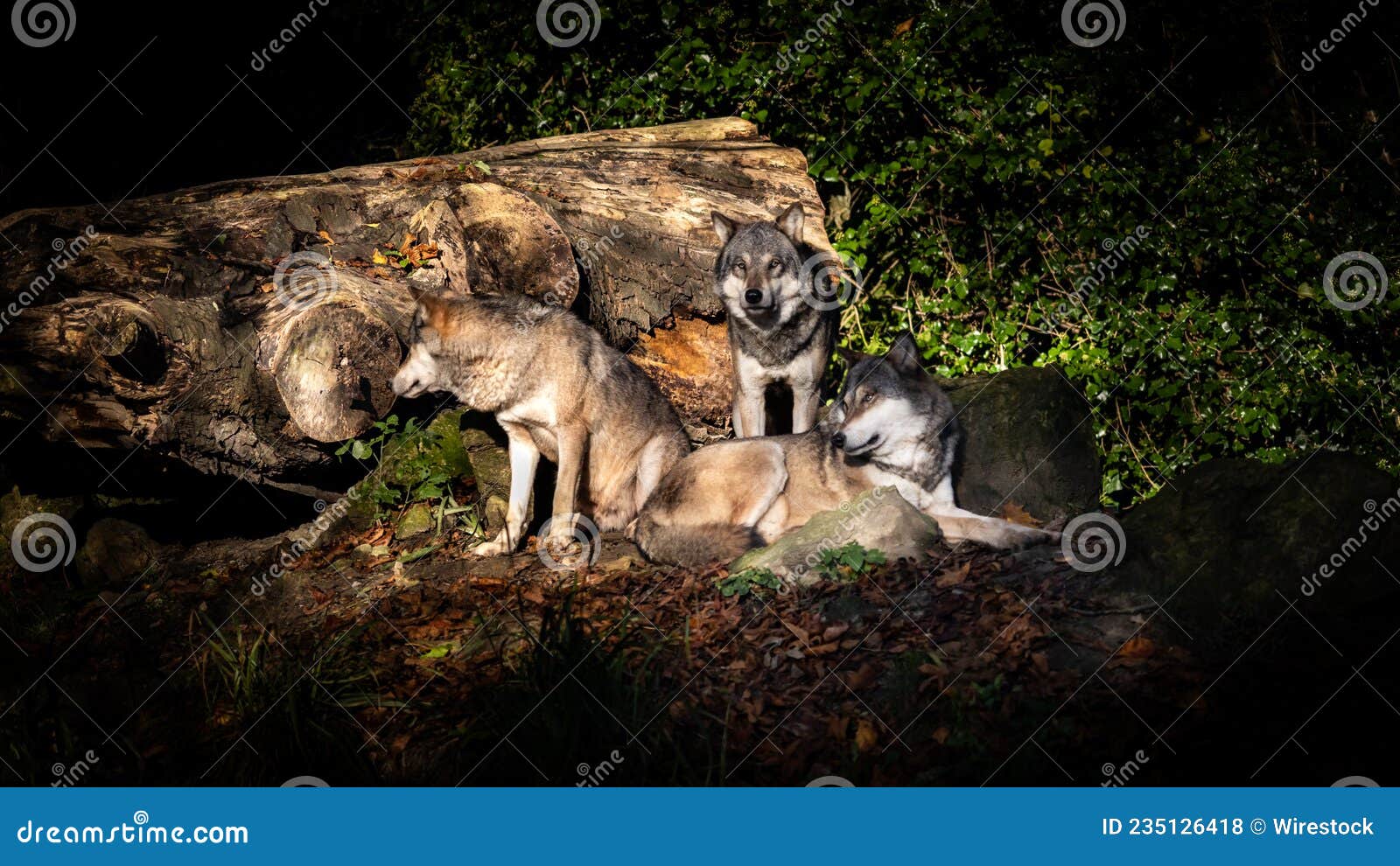 Wolves Resting in the Dark Forest with Sunlight on Them Stock Photo ...