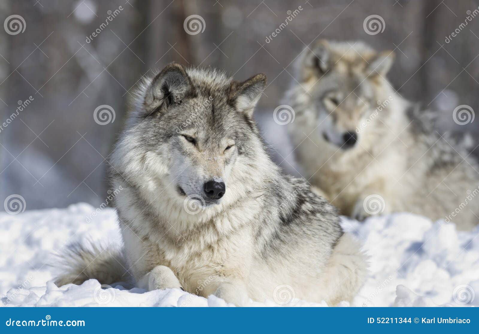 Wolves resting stock photo. Image of outdoor, wolves - 52211344
