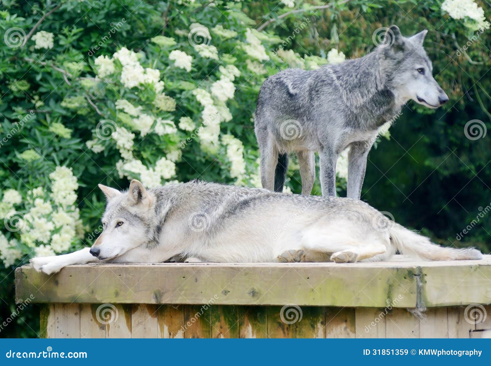 Wolves resting stock image. Image of pair, creature, furry - 31851359
