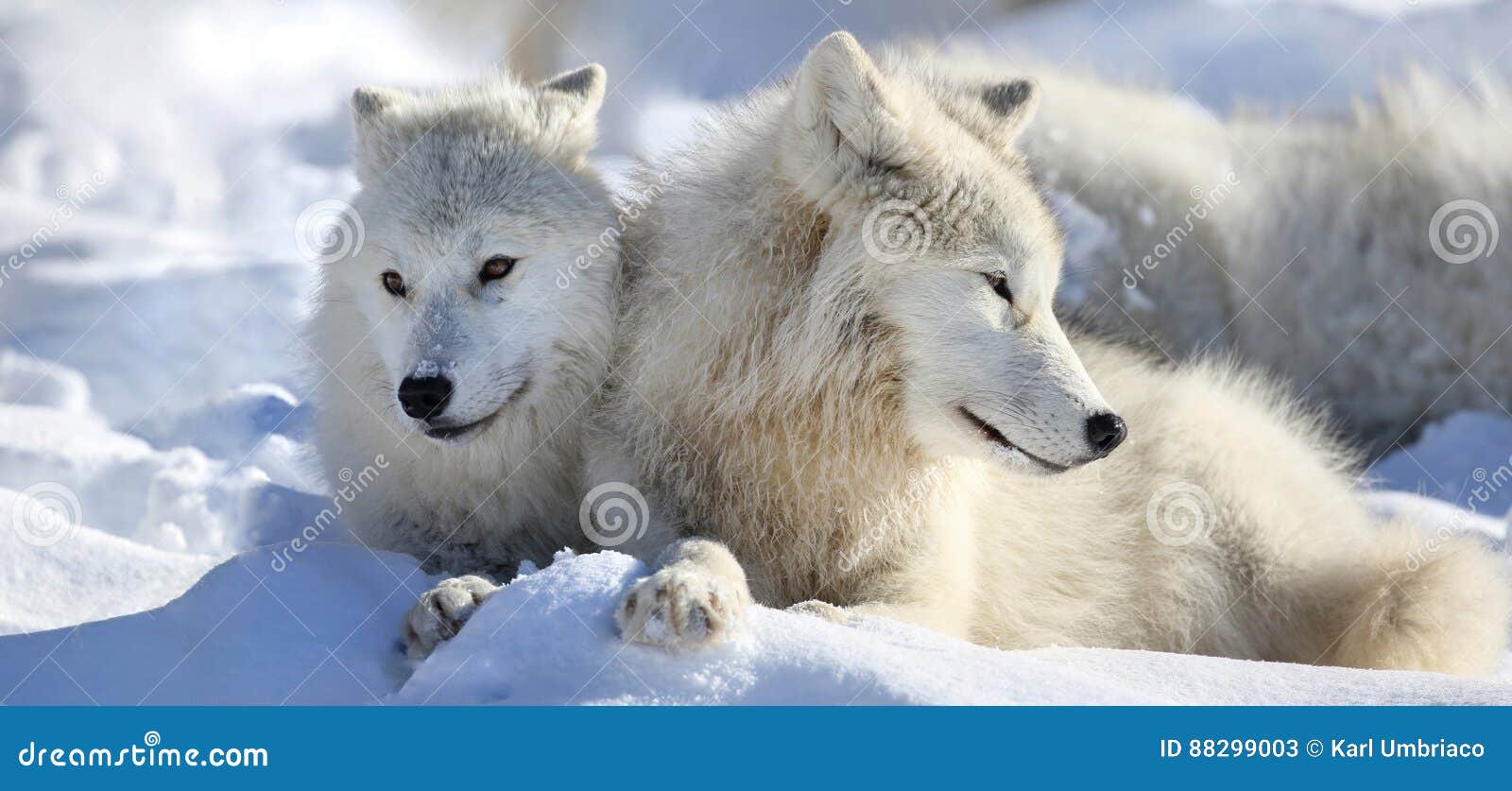 Wolves Resting during Winter Stock Image - Image of beauty, resting ...