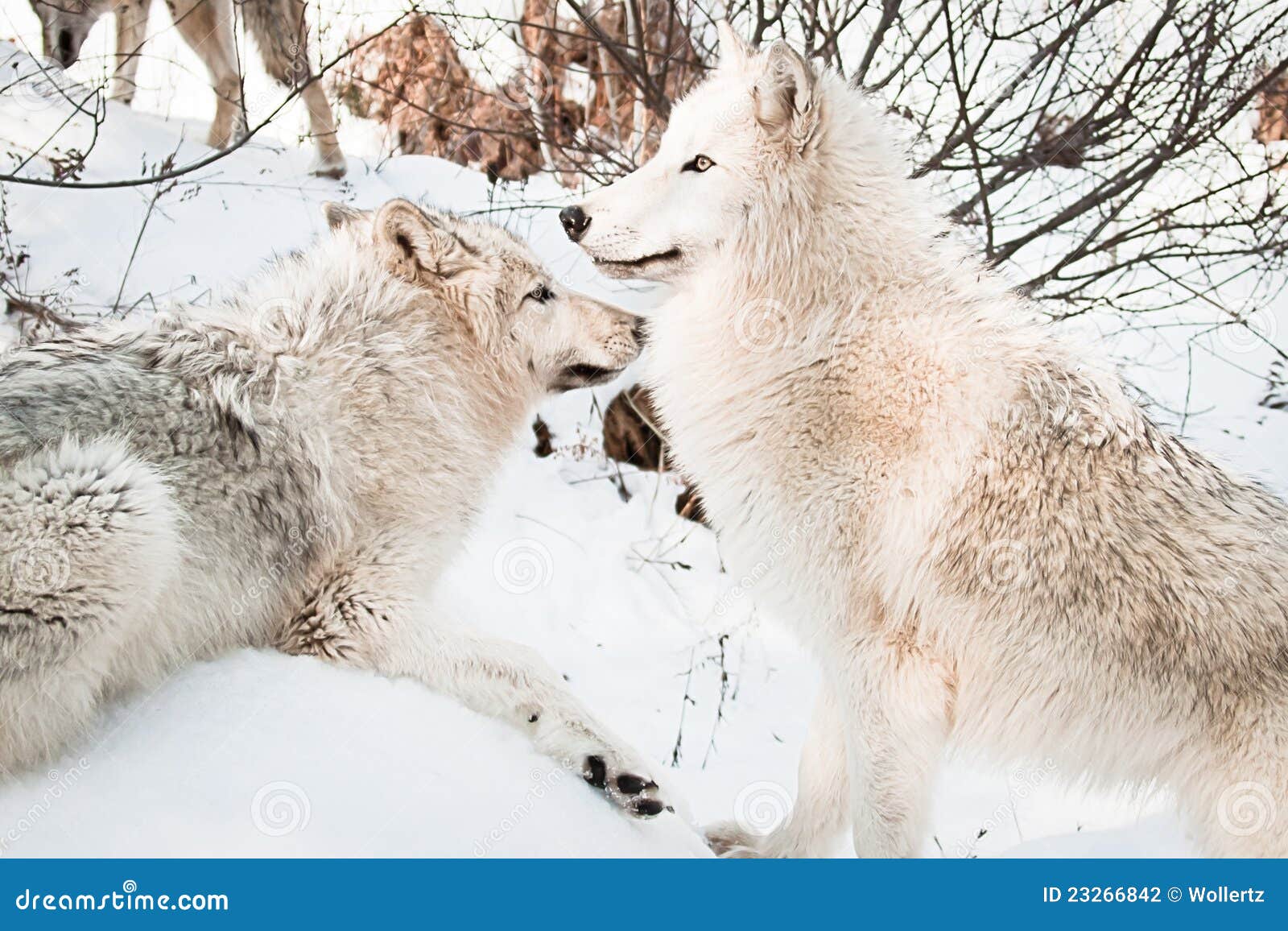 Wolves in snow stock photo. Image of looking, female - 23266842