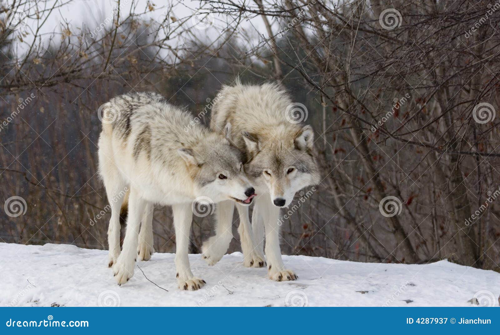 Wolves on snow stock image. Image of play, wild, snow - 4287937