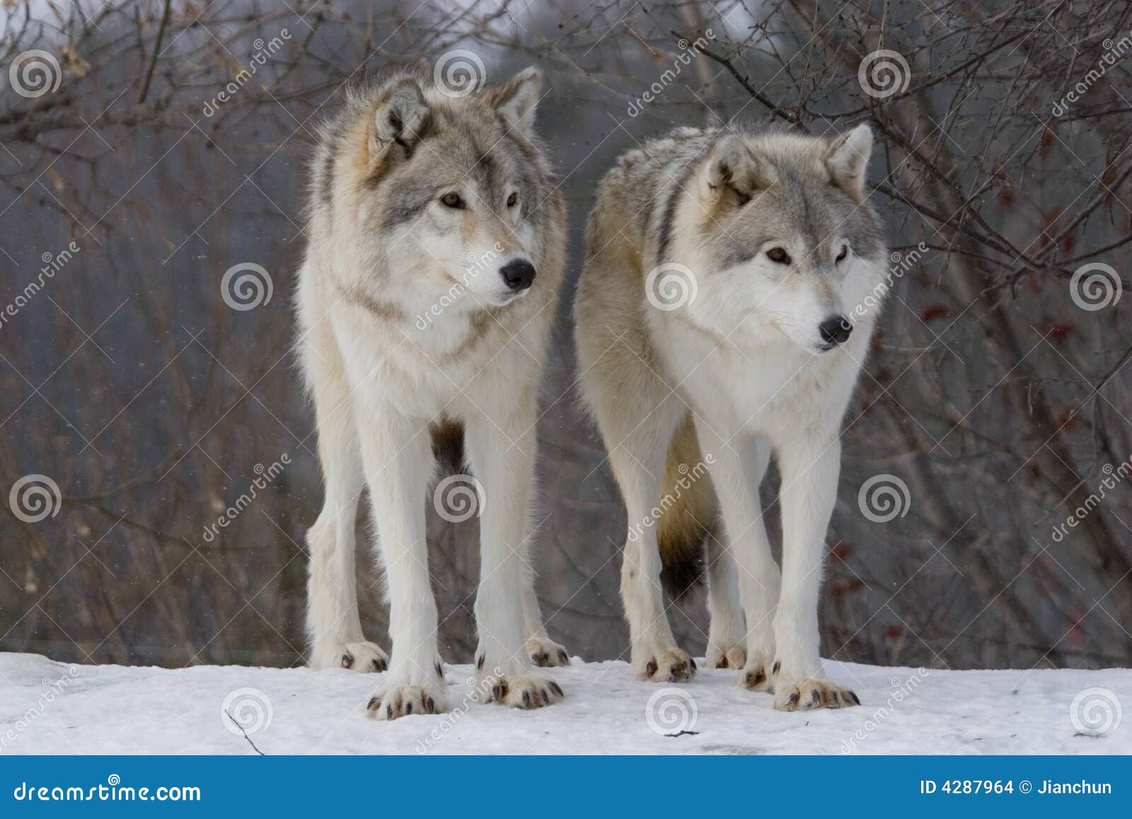 Wolves on snow stock photo. Image of montreal, wild, canada - 4287964