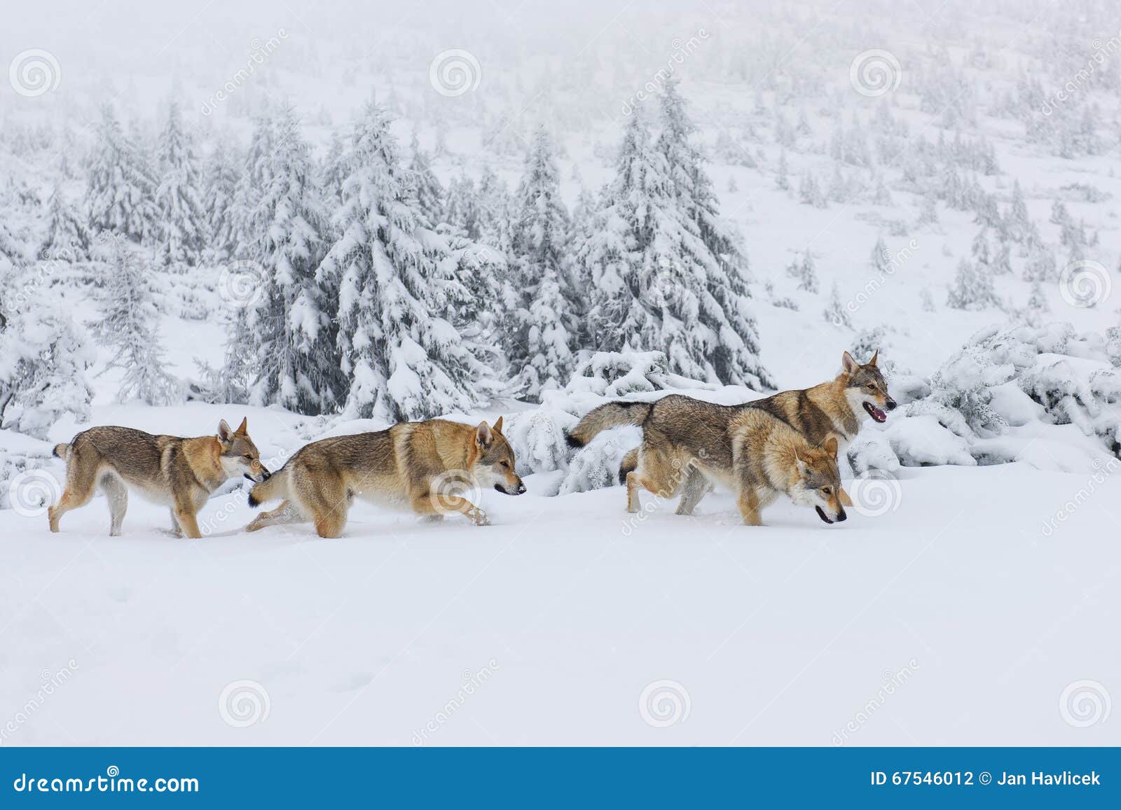 Wolves in the snow stock photo. Image of grey, arctic - 67546012