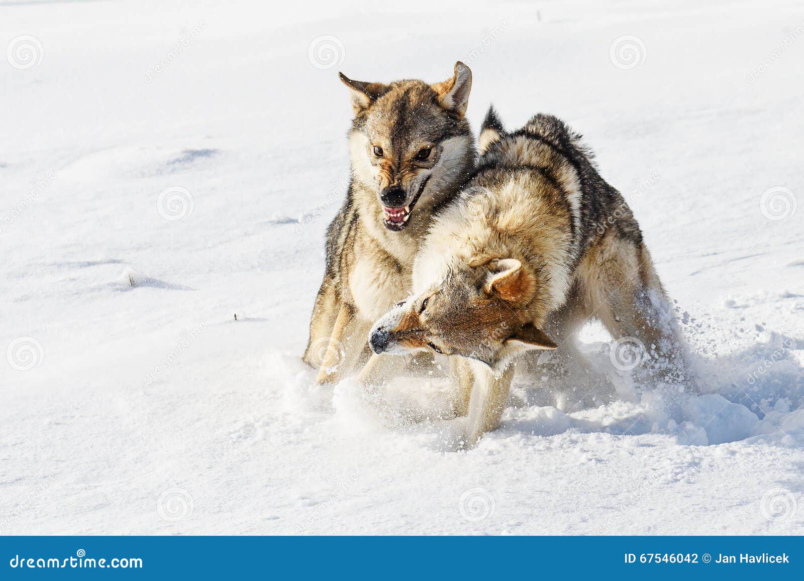 Wolves in the snow stock photo. Image of savage, observing - 67546042