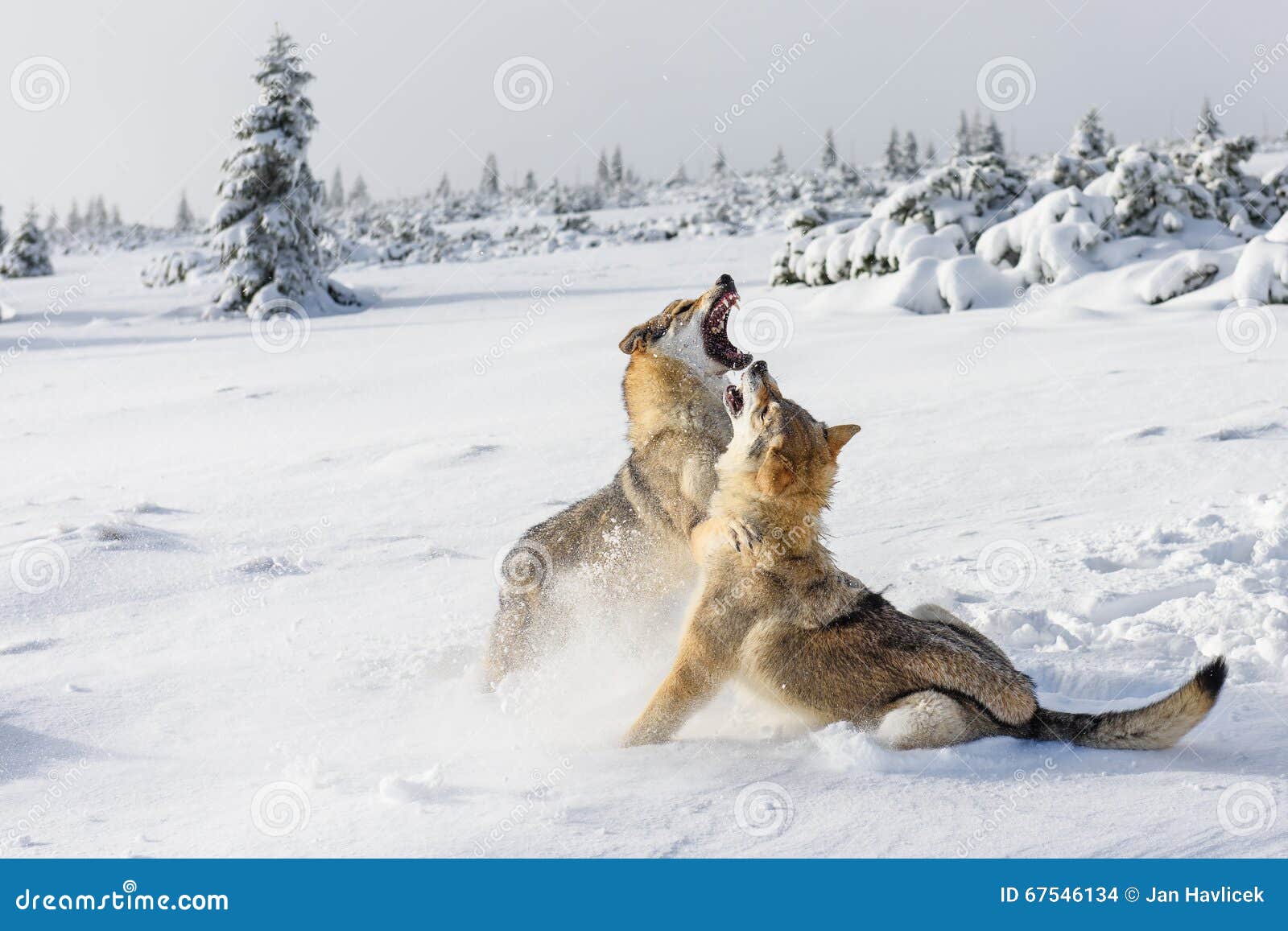 Wolves in the snow stock photo. Image of observing, male - 67546134