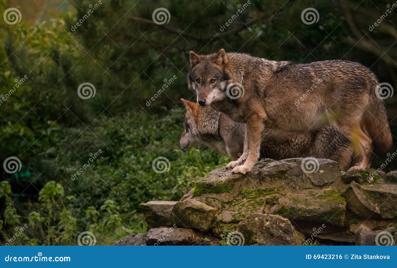 Wolves standing on a rock stock photo. Image of nature - 69423216