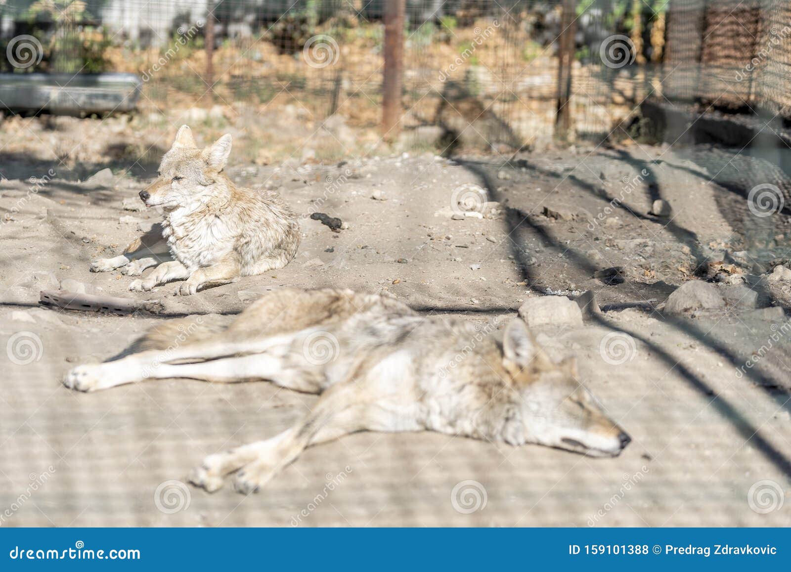 Wolves are sunbathing stock photo. Image of couple, life - 159101388