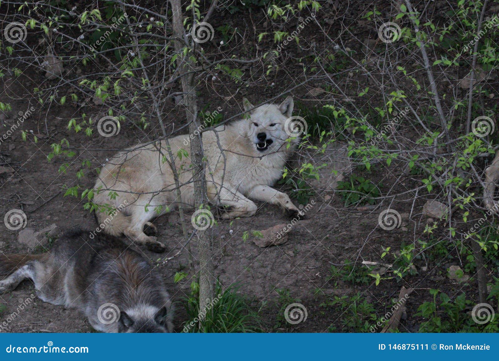 Wolves Taking a Break after an All Night Hunt Stock Image - Image of ...