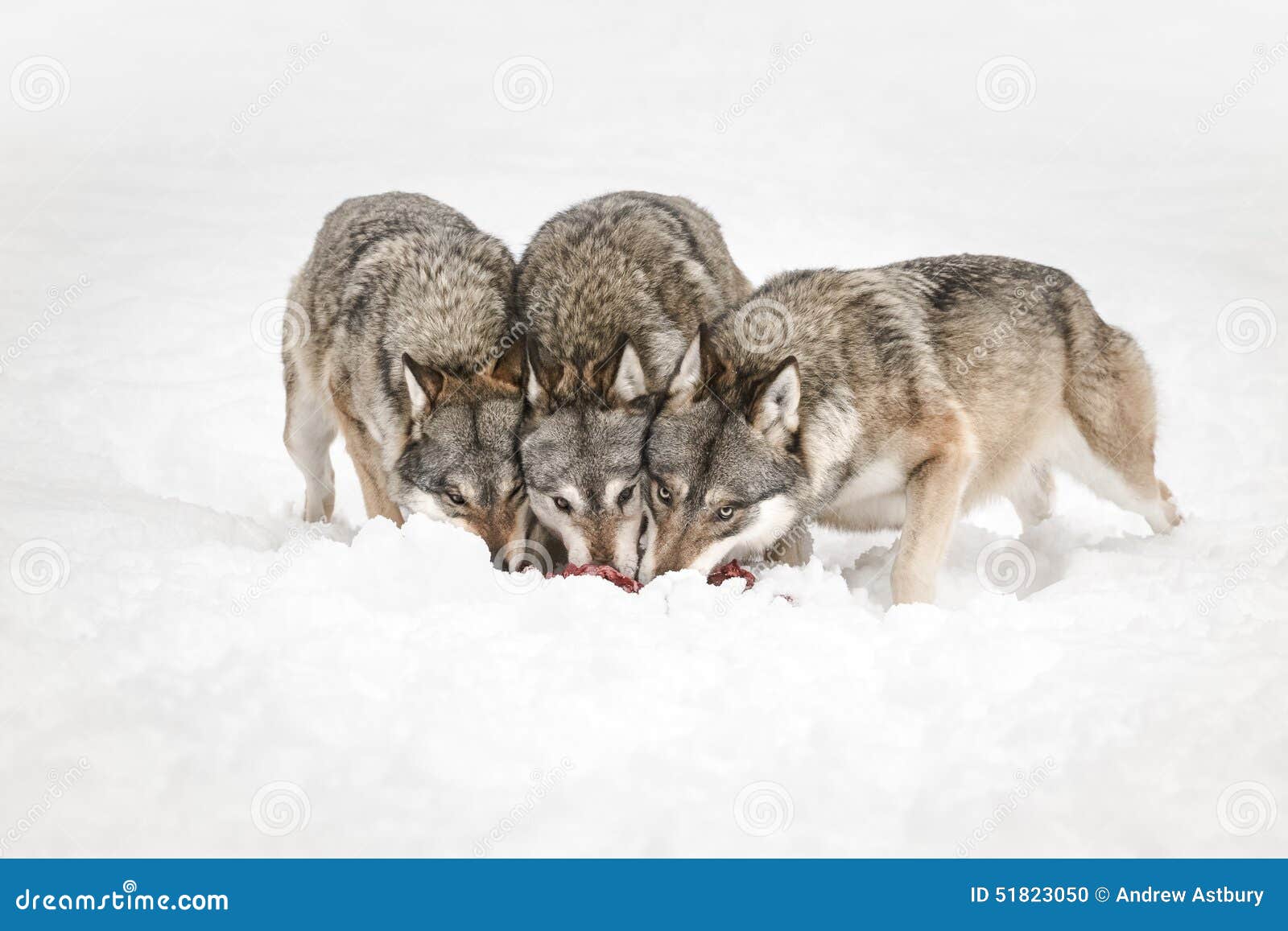 Wolves stock photo. Image of prowl, majestic, danger - 51823050