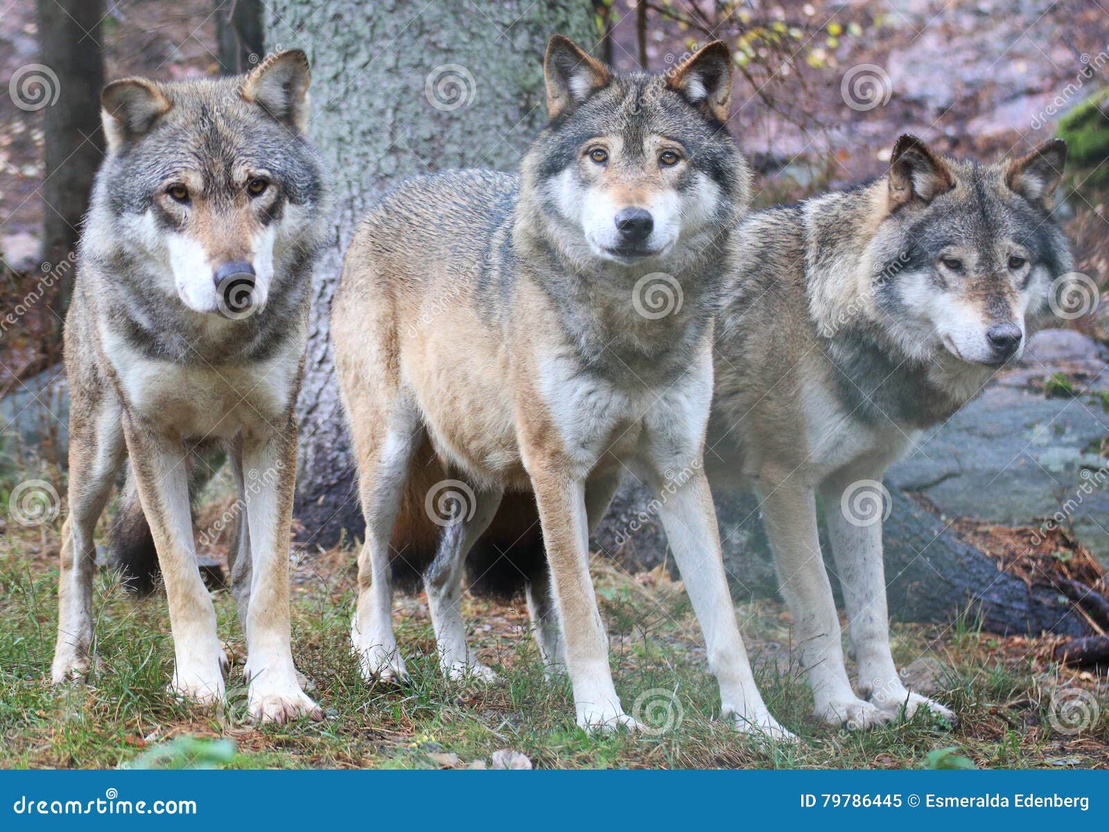 Wolves stock image. Image of group, white, snow, mammal - 79786445