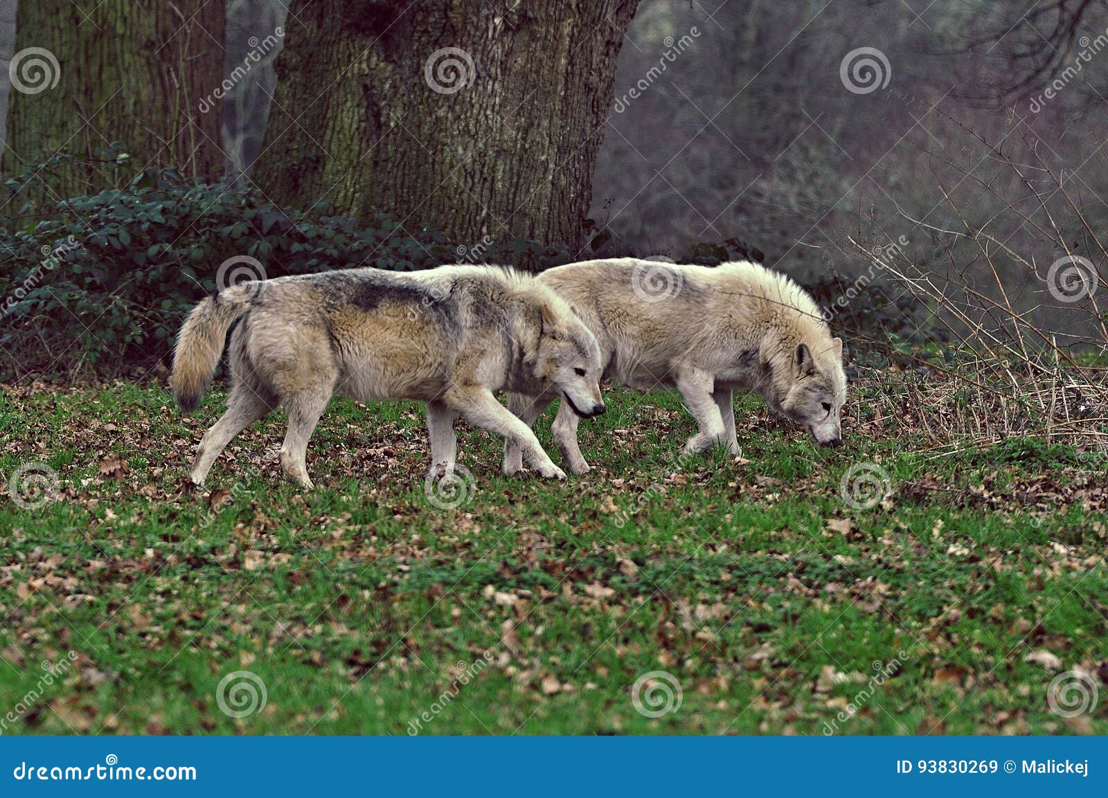 Wolves stock image. Image of wolf, united, animal, wolves - 93830269