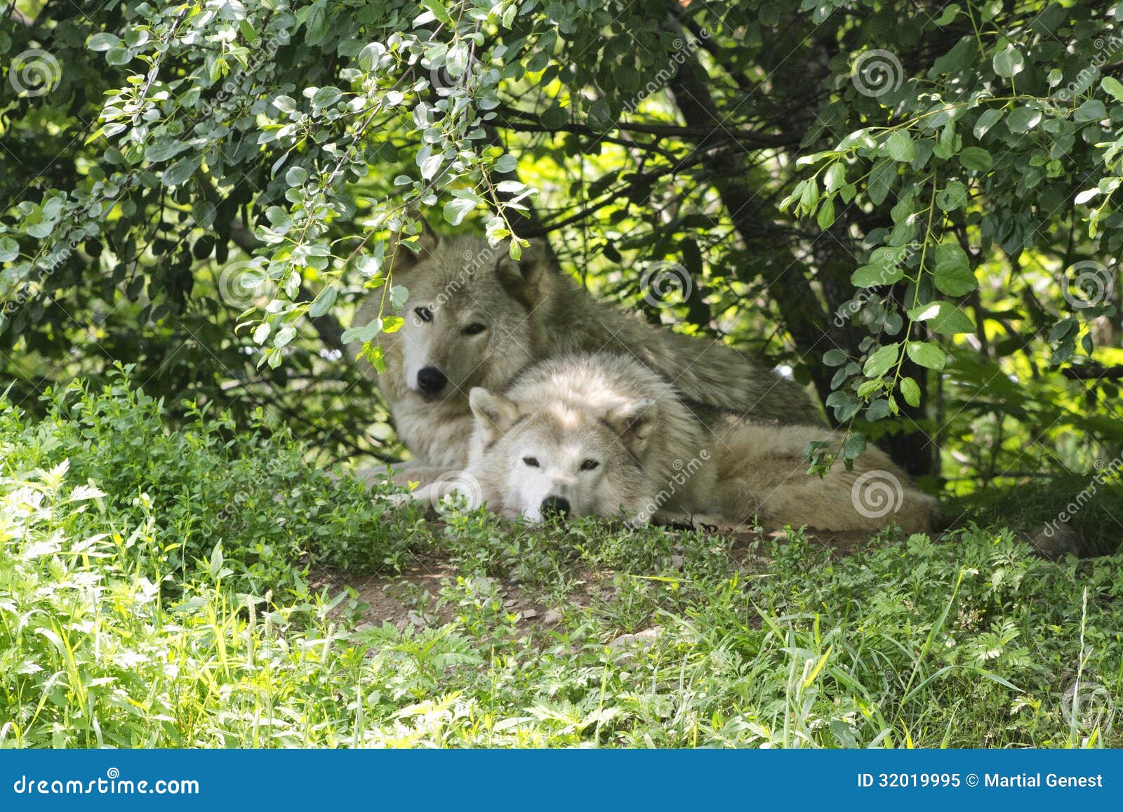 Wolves stock image. Image of couple, tree, wolf, mates - 32019995