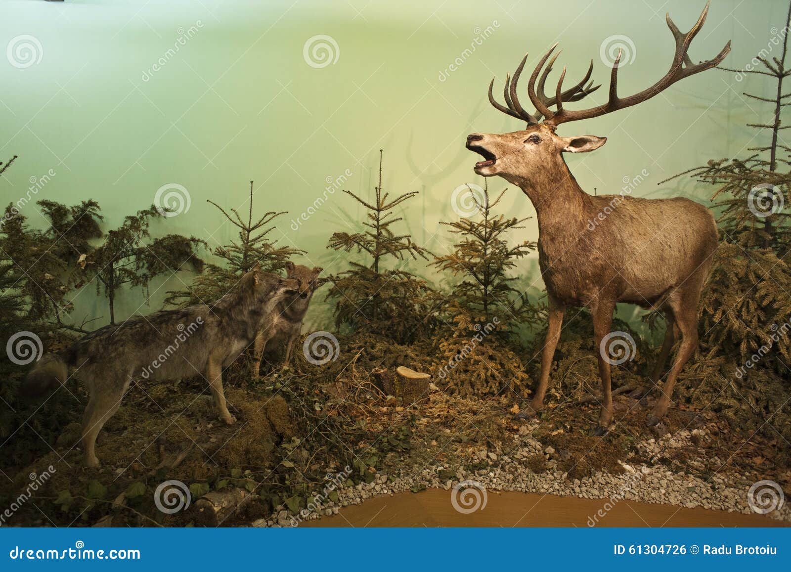 Wolves vs. deer stock photo. Image of wild, tree, wofls - 61304726