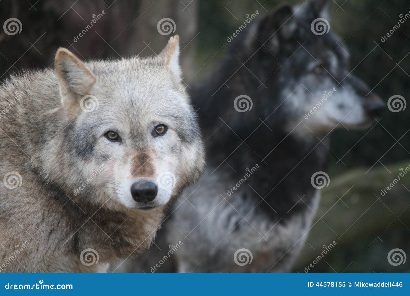 Wolves watching stock image. Image of watching, wildlife - 44578155