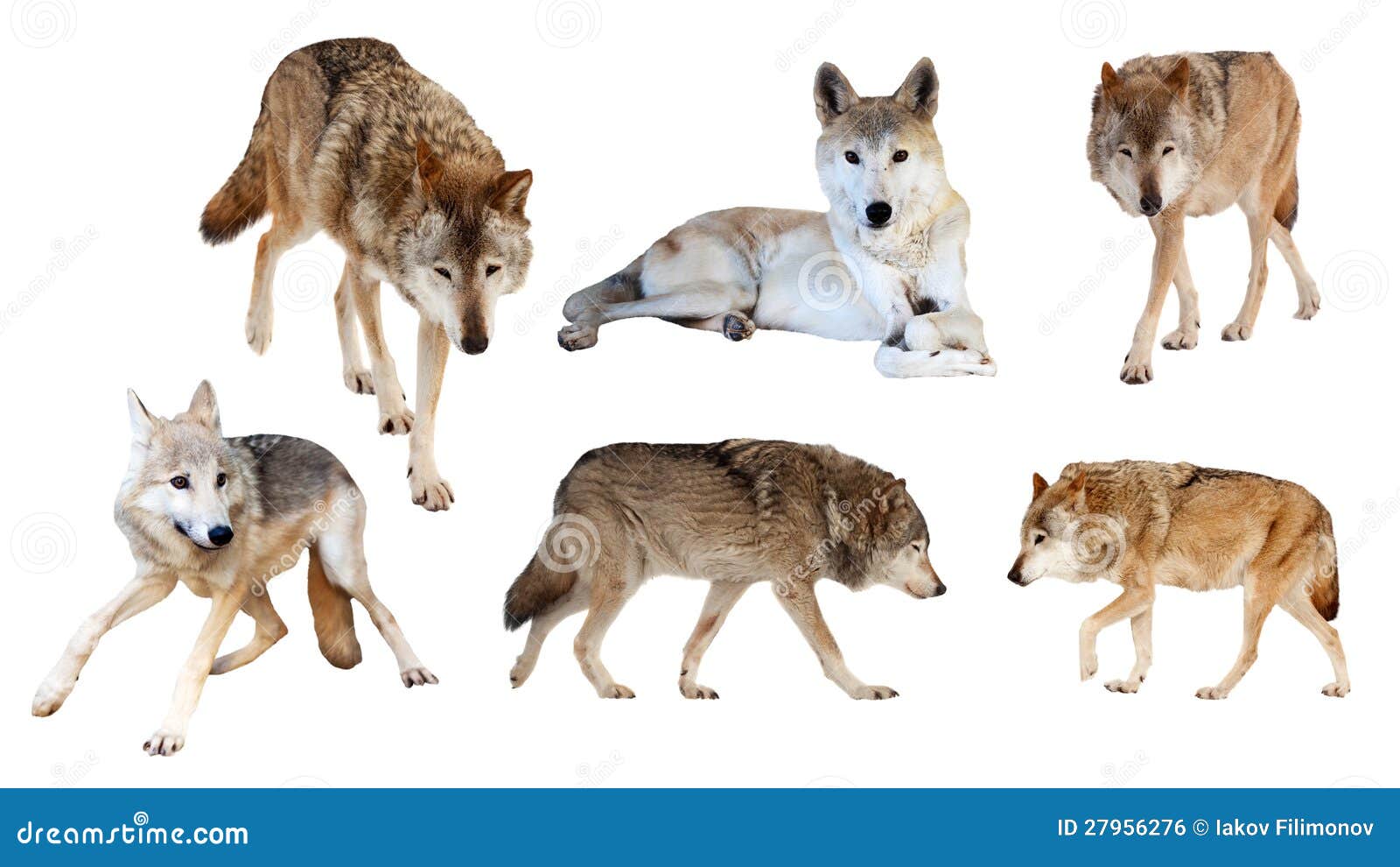 Set Wolves White Background Stock Photos - Free & Royalty-Free Stock ...
