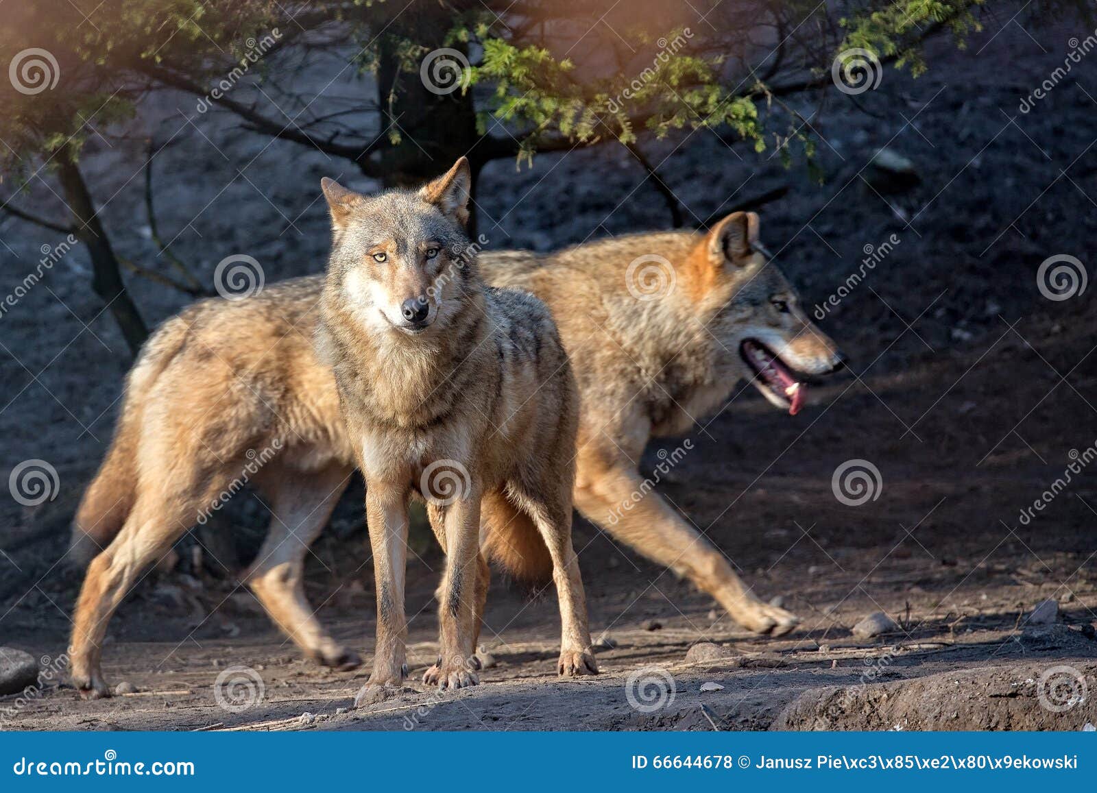 Wolves in the wild stock photo. Image of wild, nature - 66644678