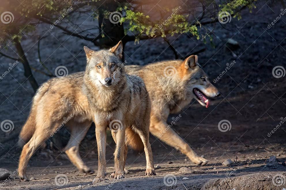 Wolves in the wild stock photo. Image of wild, nature - 66644678