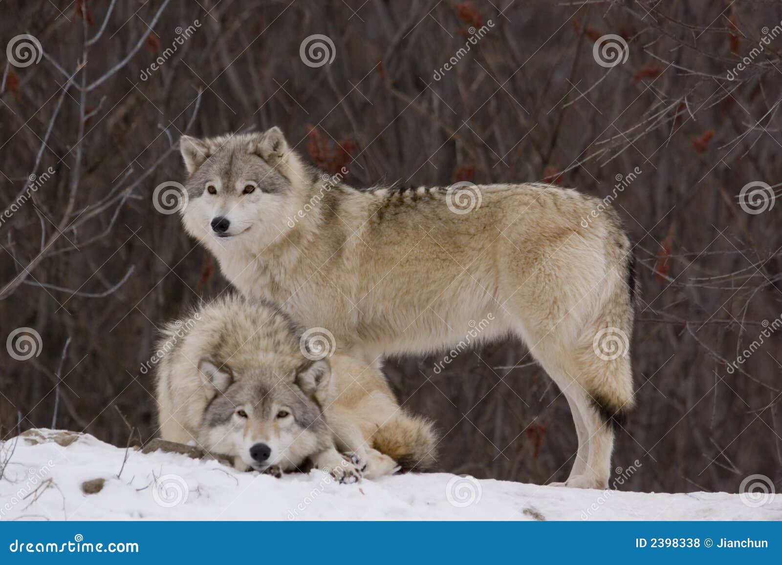 Wolves in Winter stock photo. Image of cold, white, snow - 2398338