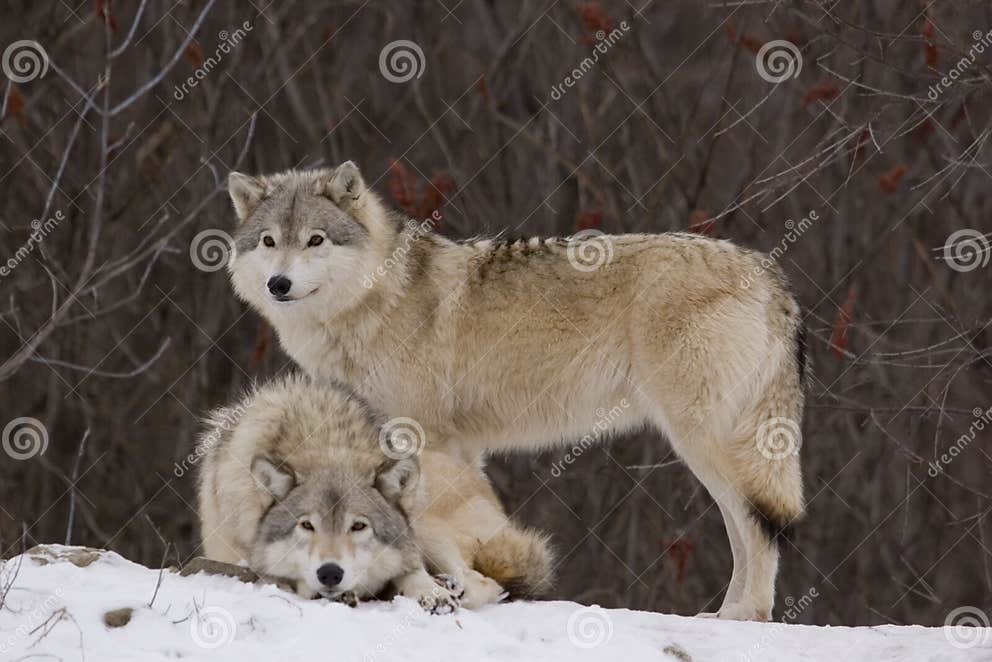 Wolves in Winter stock photo. Image of cold, white, snow - 2398338