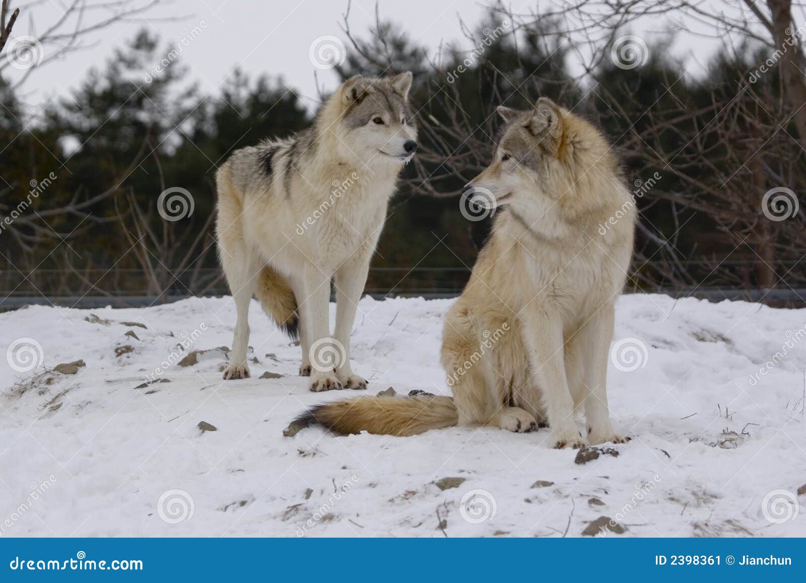 Wolves in Winter stock image. Image of cold, north, montreal - 2398361