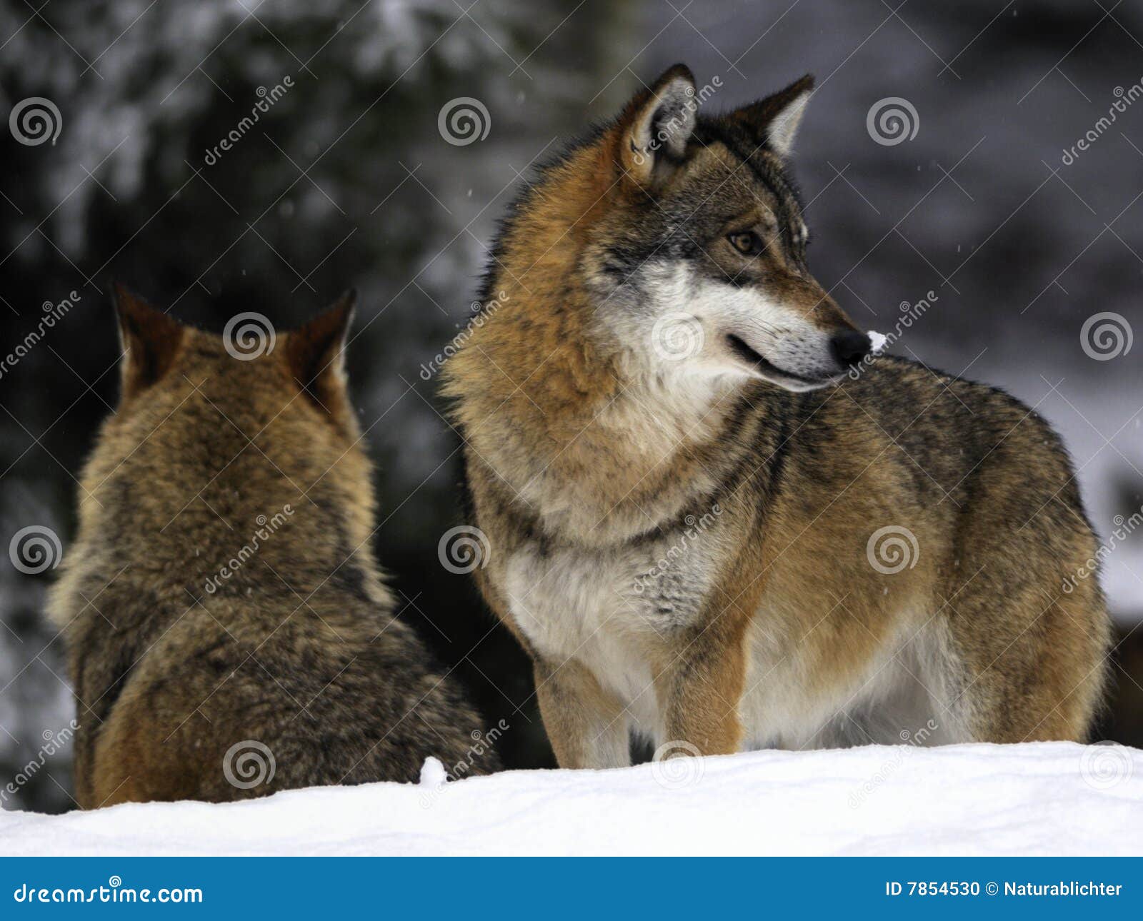 Wolves in winter stock photo. Image of animals, canidae - 7854530