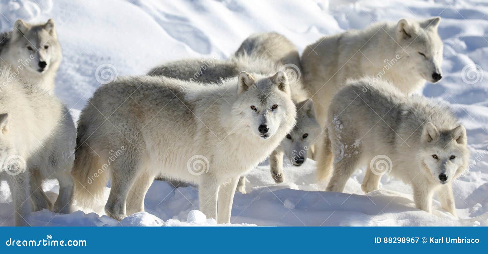 Wolves during winter stock image. Image of wildlife, animal - 88298967